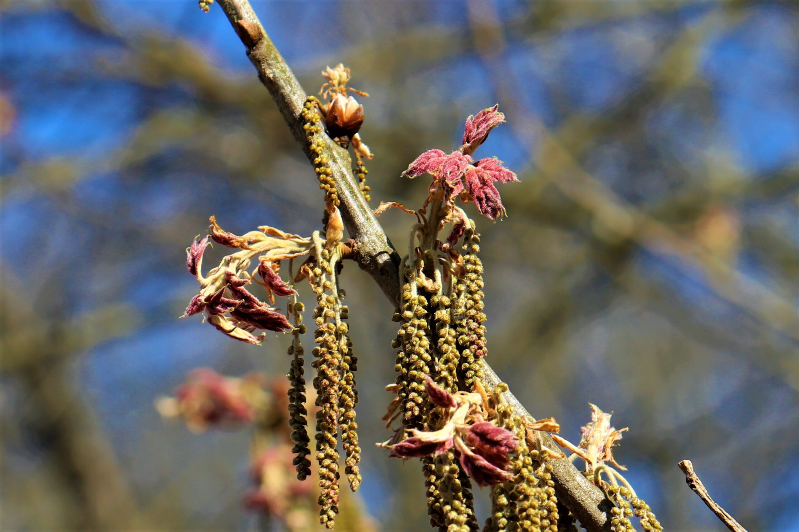 Adkins Mystery Monday: Guess the Picture! - Cambridge Spy