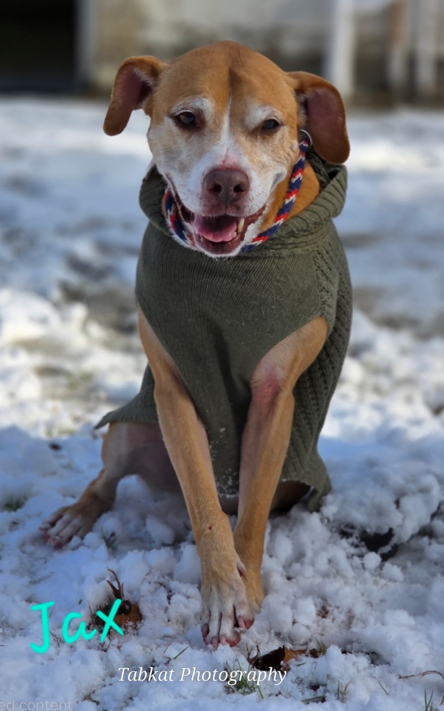 Fur Your Consideration: Meet Jax and Willow - Cambridge Spy